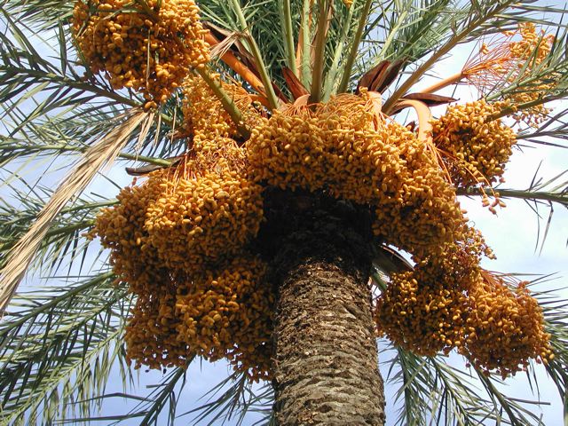 La Cultura del Oasis: Nuevos usos de los huertos de palmeras: El dátil ...